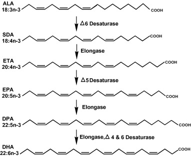 Essentiële vetzuren